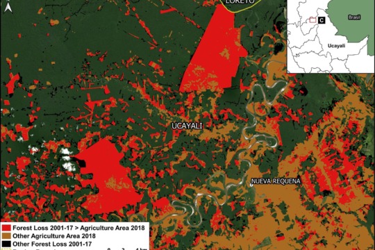 Palm Oil Deforestation Map